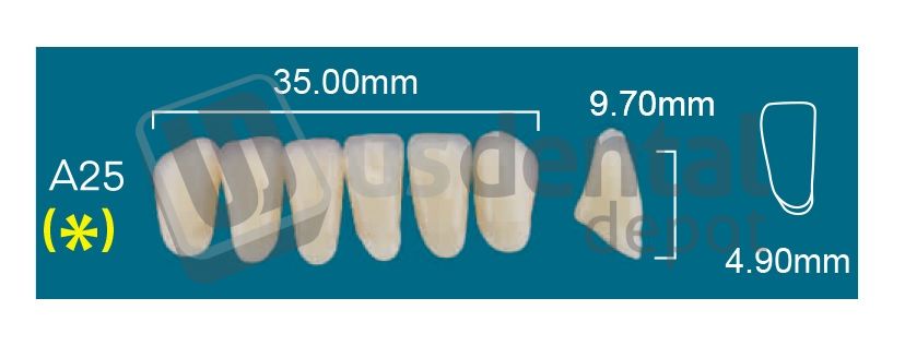 DENTURE TEETH | RAFAEL # A | US Dental Depot