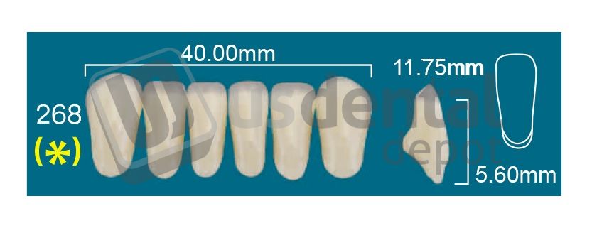DENTURE TEETH | RAFAEL # A | US Dental Depot
