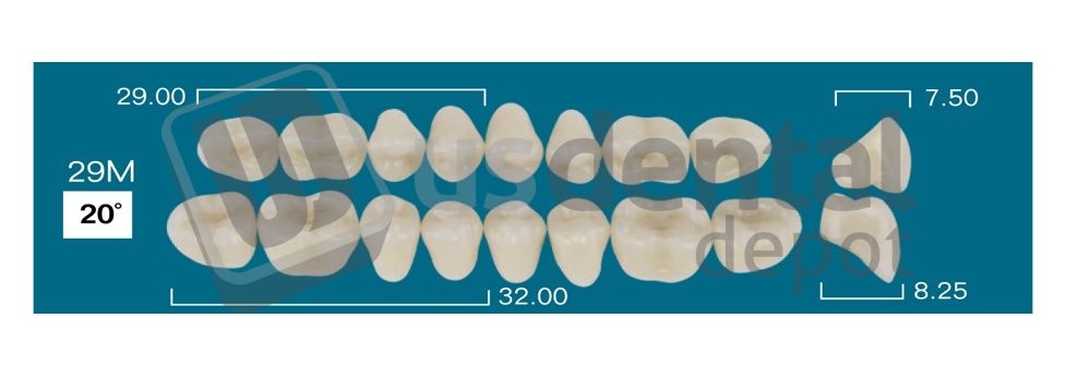 DENTURE TEETH | RAFAEL # A | US Dental Depot