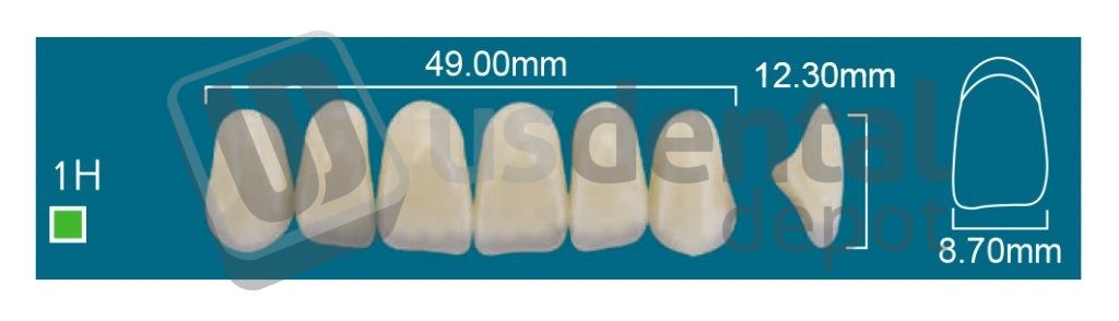 DENTURE TEETH | RAFAEL # A | US Dental Depot