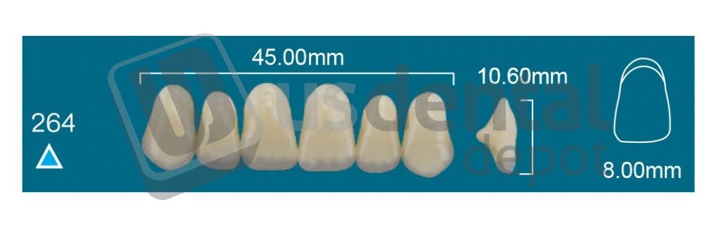 DENTURE TEETH | RAFAEL # A | US Dental Depot
